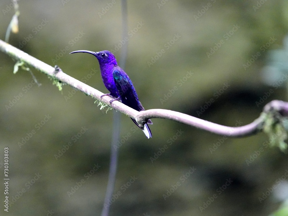 The violet sabrewing (Campylopterus hemileucurus) is a species of ...