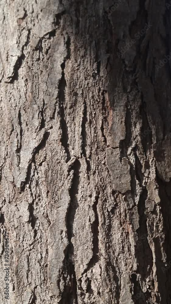 Fondo vertical, tronco de árbol, texturas de la naturaleza Stock Video ...