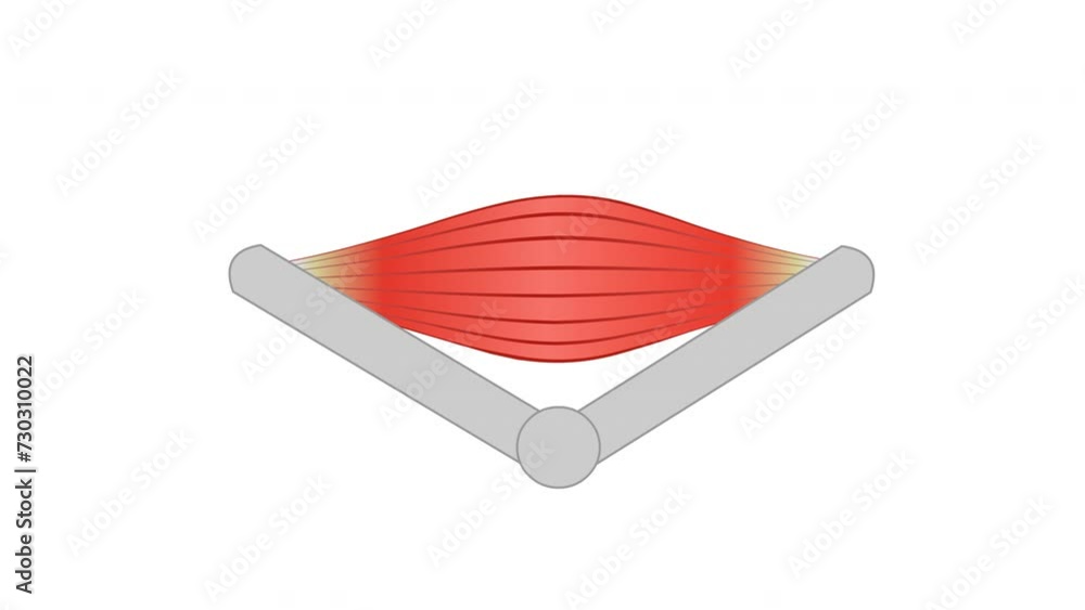 Muscle motion animation. Biceps triceps movement anatomy. How it works ...