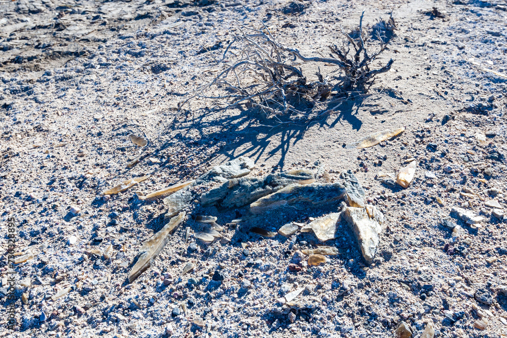 Gypsum crystals in the desert at the bottom of a former dried up ...
