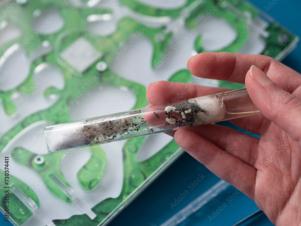 Ant colony in the captivity. Keeping pet insects as a hobby. Test tube ...