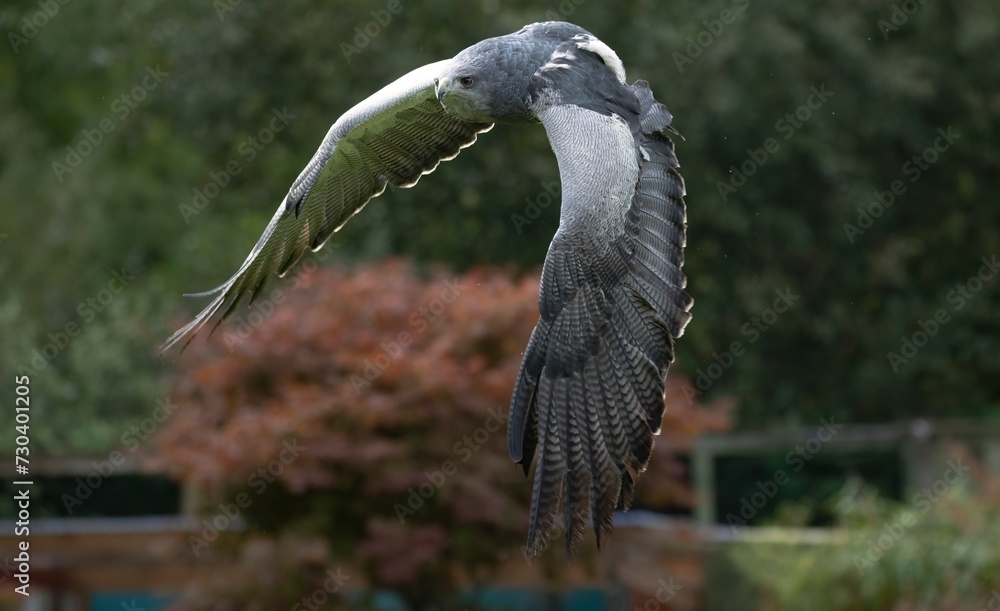 A Chilean Blue Eagle. Also known as the Black-Chested Buzzard-Eagle ...