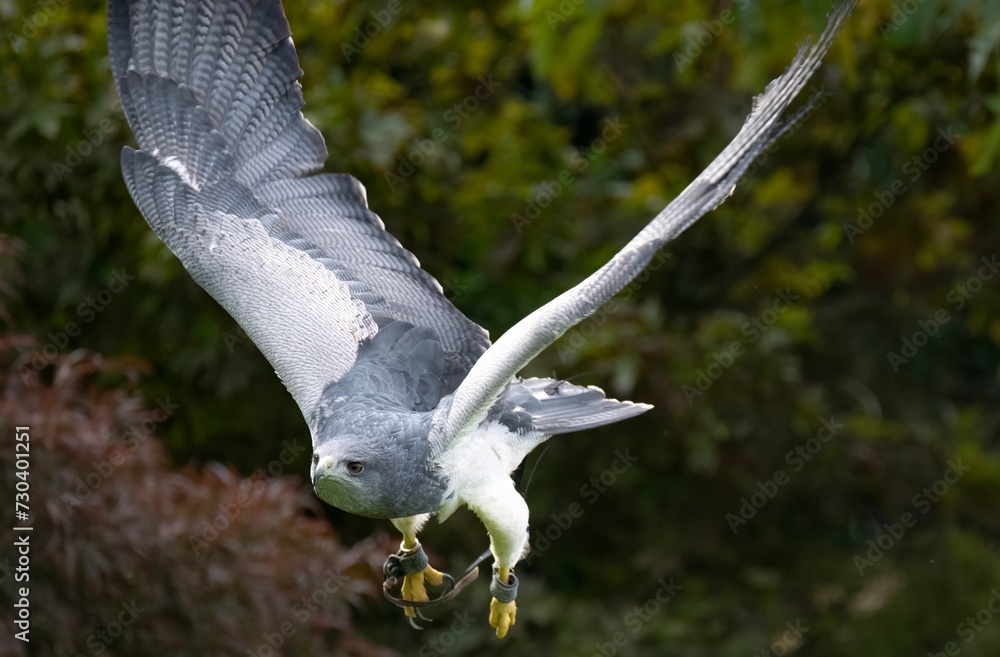 A Chilean Blue Eagle. Also known as the Black-Chested Buzzard-Eagle ...
