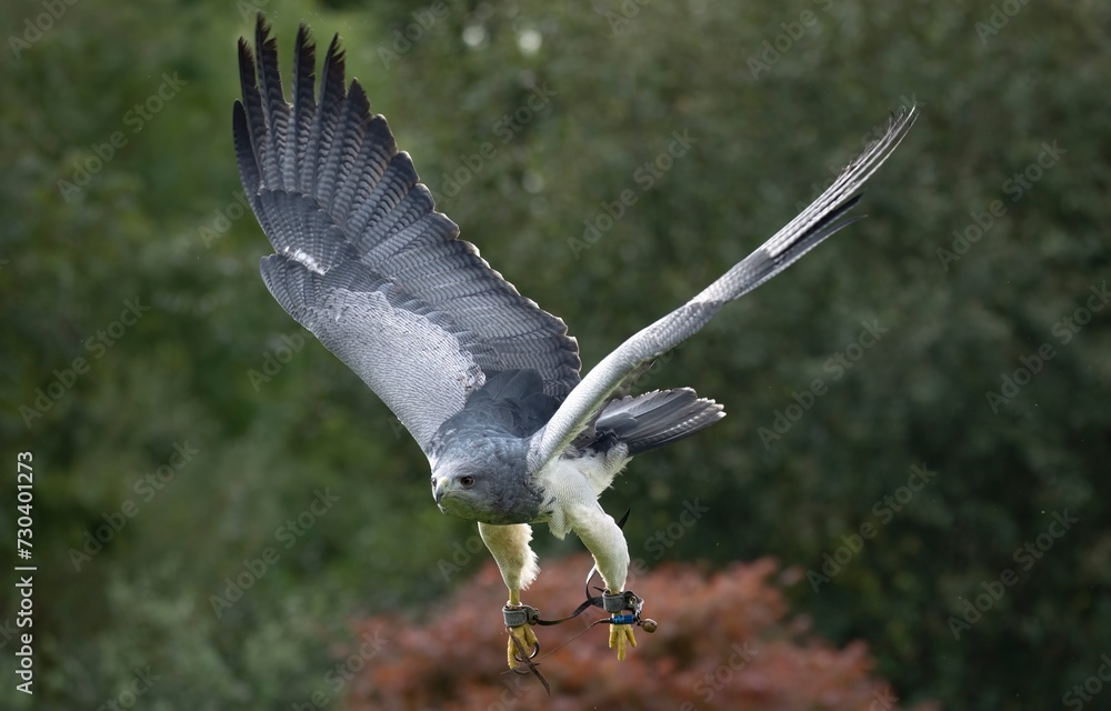 A Chilean Blue Eagle. Also known as the Black-Chested Buzzard-Eagle ...