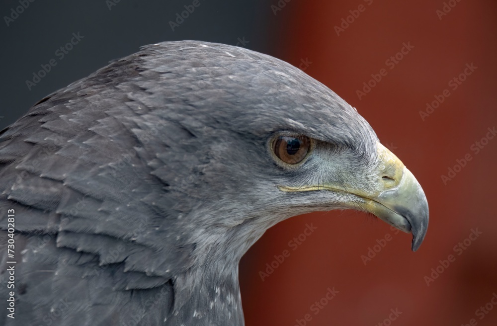 A Chilean Blue Eagle. Also known as the Black-Chested Buzzard-Eagle ...