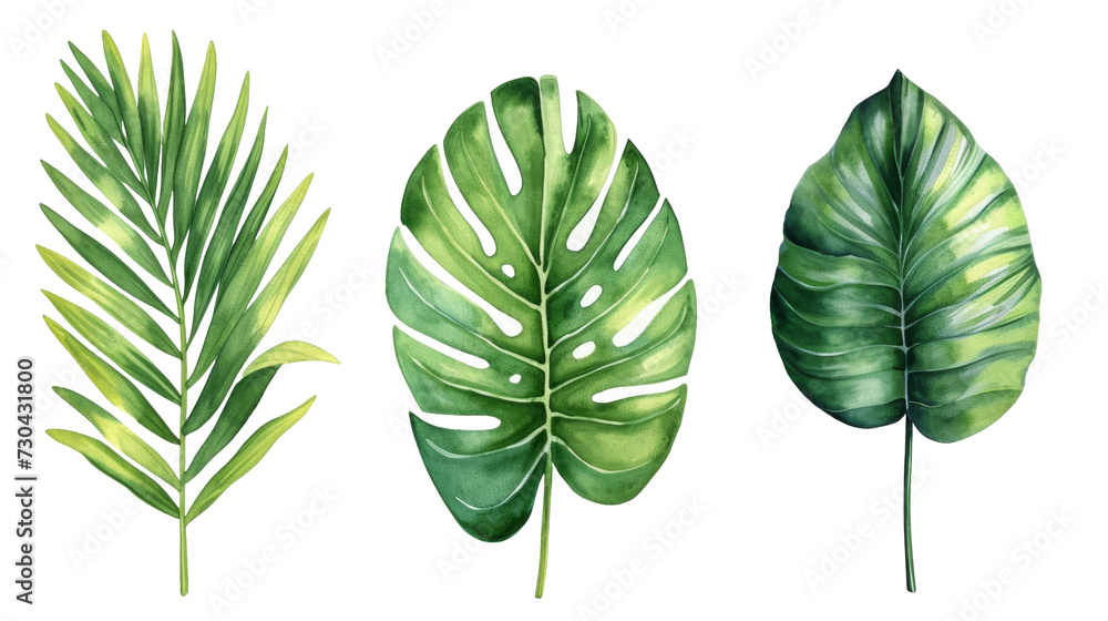 Vintage Watercolor Tropical leaves collection. palm leaf, monstera ...
