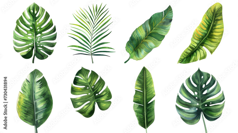 Vintage Watercolor Tropical leaves collection. palm leaf, monstera ...