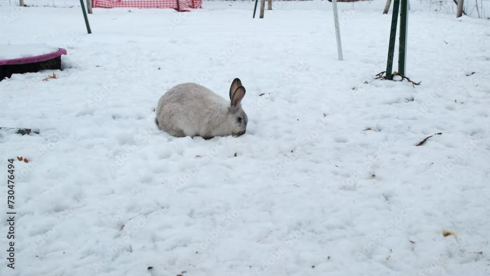 Slow motion of grey fur rabbit munching dried grass sticking from the ...
