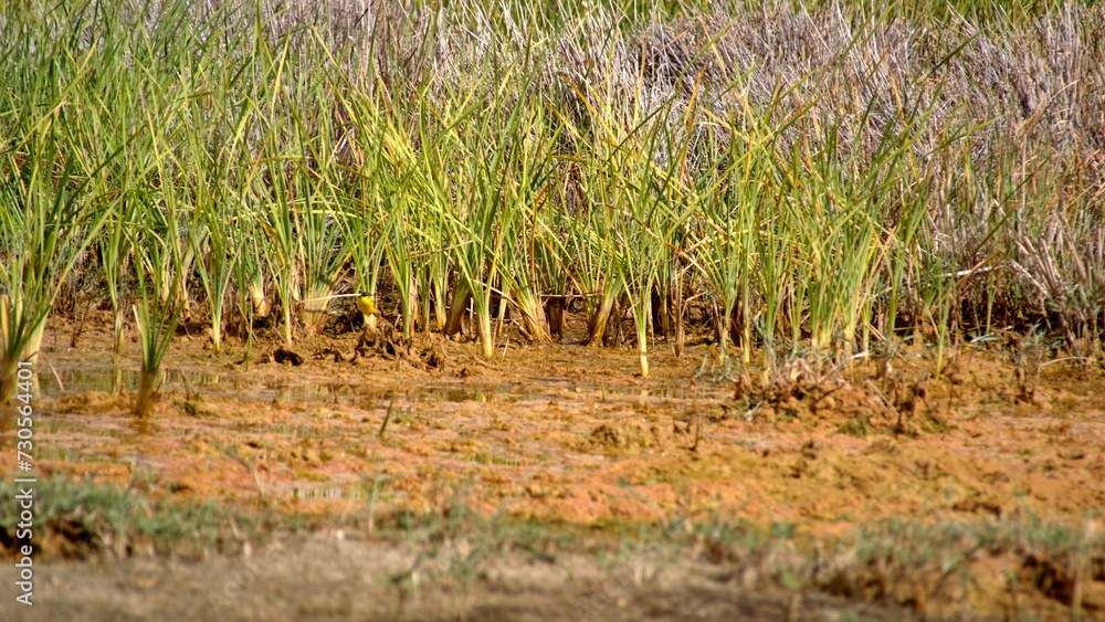 Marsh grass at an oasis in the Sahara Desert, outside of Douz, Tunisia ...