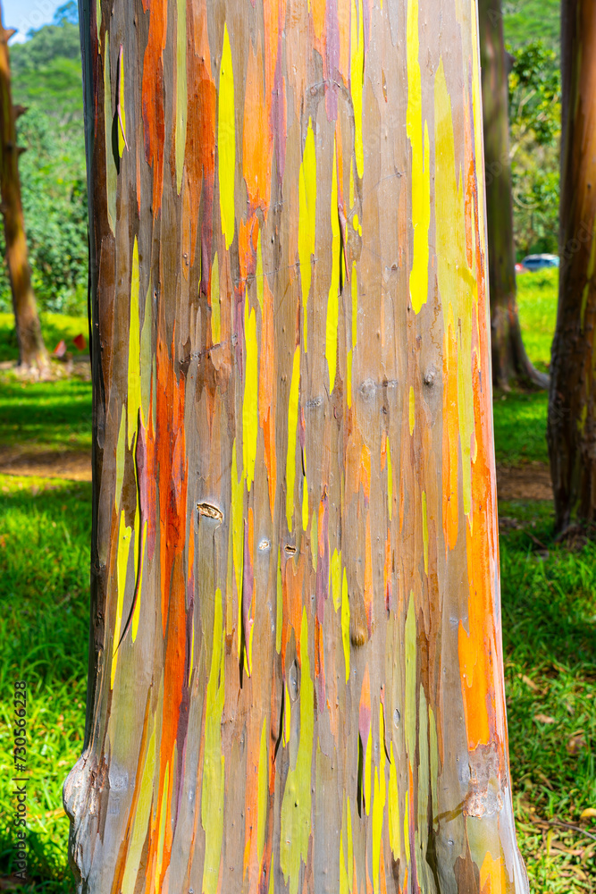 Rainbow Eucalyptus tree at Keahua Arboretum near Kapa'a, Kauai, Hawaii ...