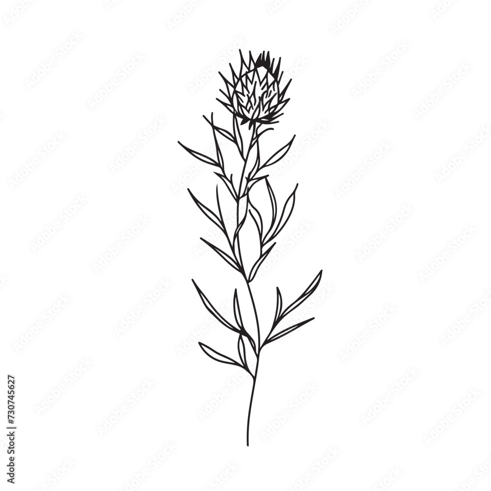 Elegant line drawing of a scottish thistle. Illustration for invites ...