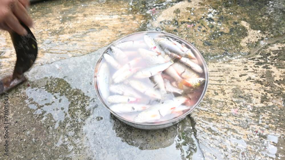 Vidéo Stock Indian woman hand cleaning fish. Rohu fish. It is a species ...