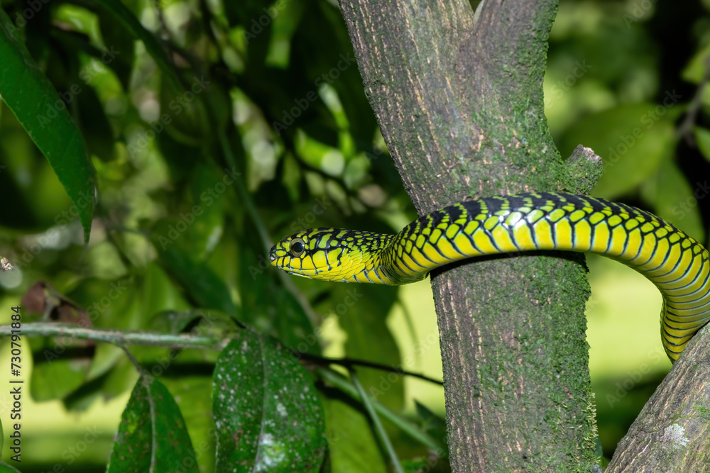 The vibrant colours of a highly venomous adult male boomslang ...