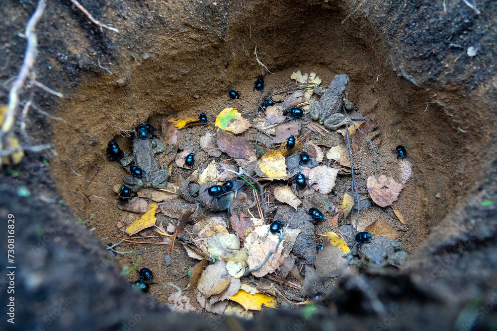 These bugs are trapped in a deadly trap. The dorbeetles fell into a man ...