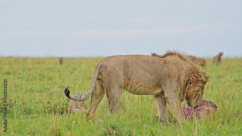 Vidéo Stock Slow Motion of Male Lion Eating a Kill of a Dead Zebra ...