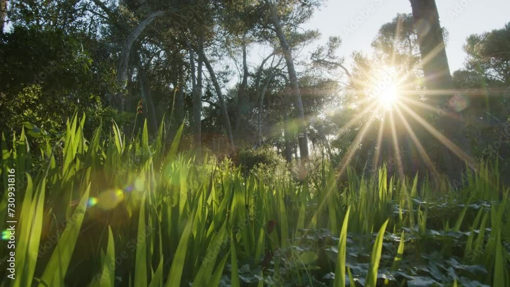 Vidéo Stock Slow motion camera inside deep dense forest on the sunset ...