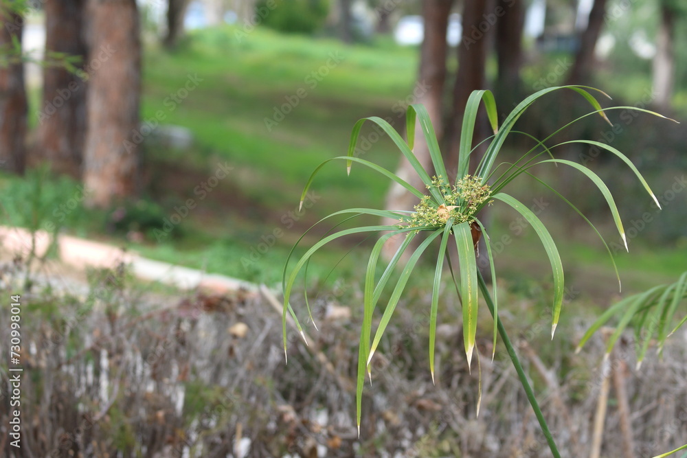 Cyperus alternifolius is a grass like plant. It is also known as ...