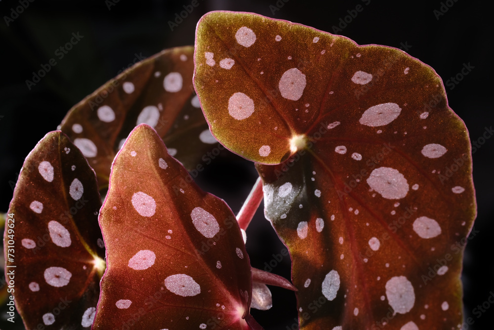 Begonia maculata plant on black background. Trout begonia leaves with ...