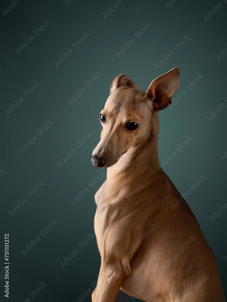 Italian Greyhound looks away, dark teal background. Captured in profile ...