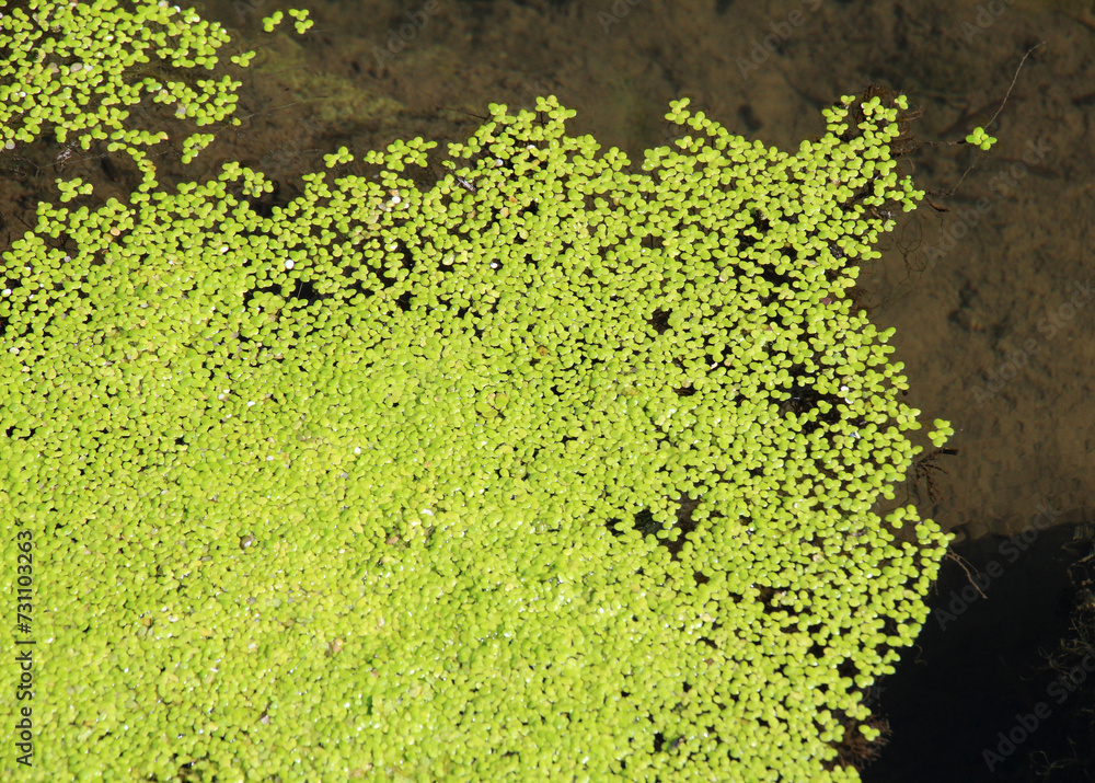 Lesser duckweed (Lemna minor) grows wild in a reservoir Stock Photo ...