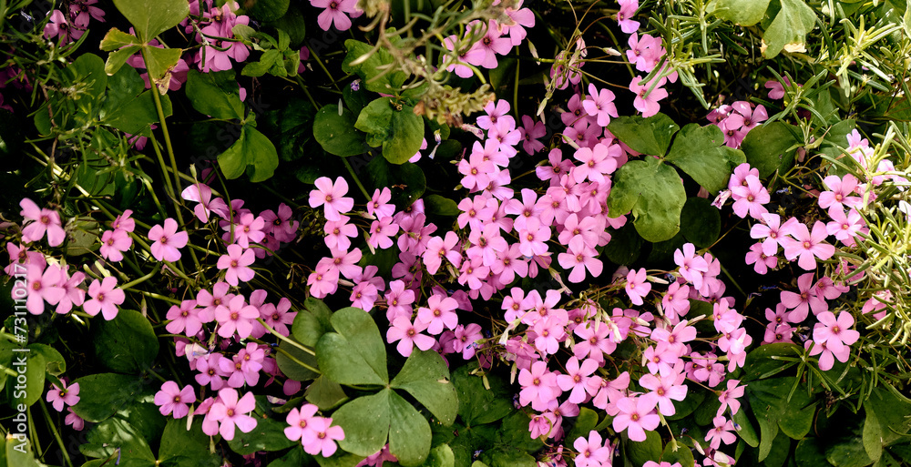 Rosemary (Salvia rosmarinus) and giant clover (Trifolium, Oxalis ...