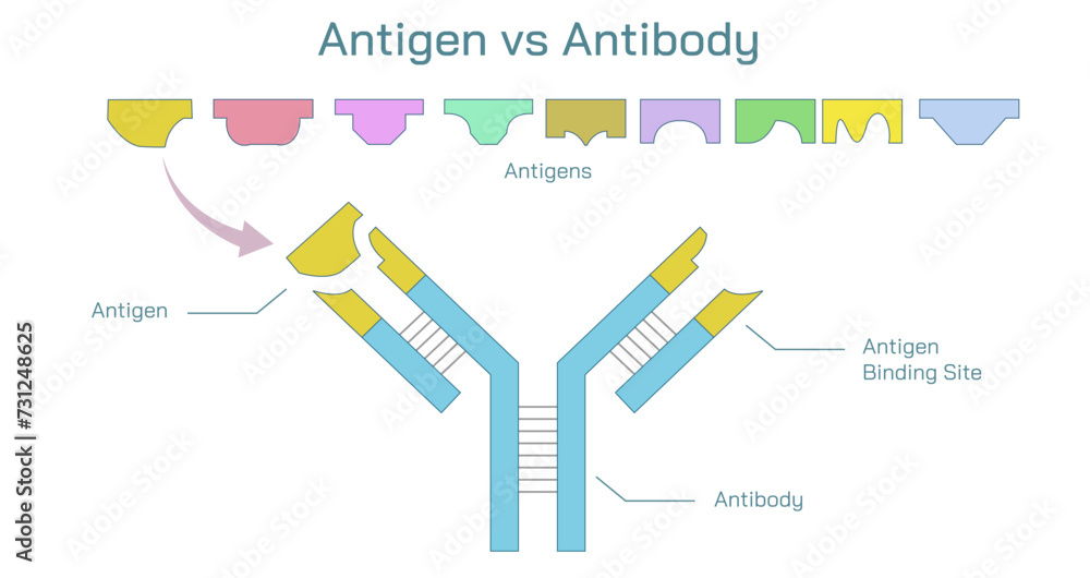 Antibodies are produced by the immune system in response to antigens ...