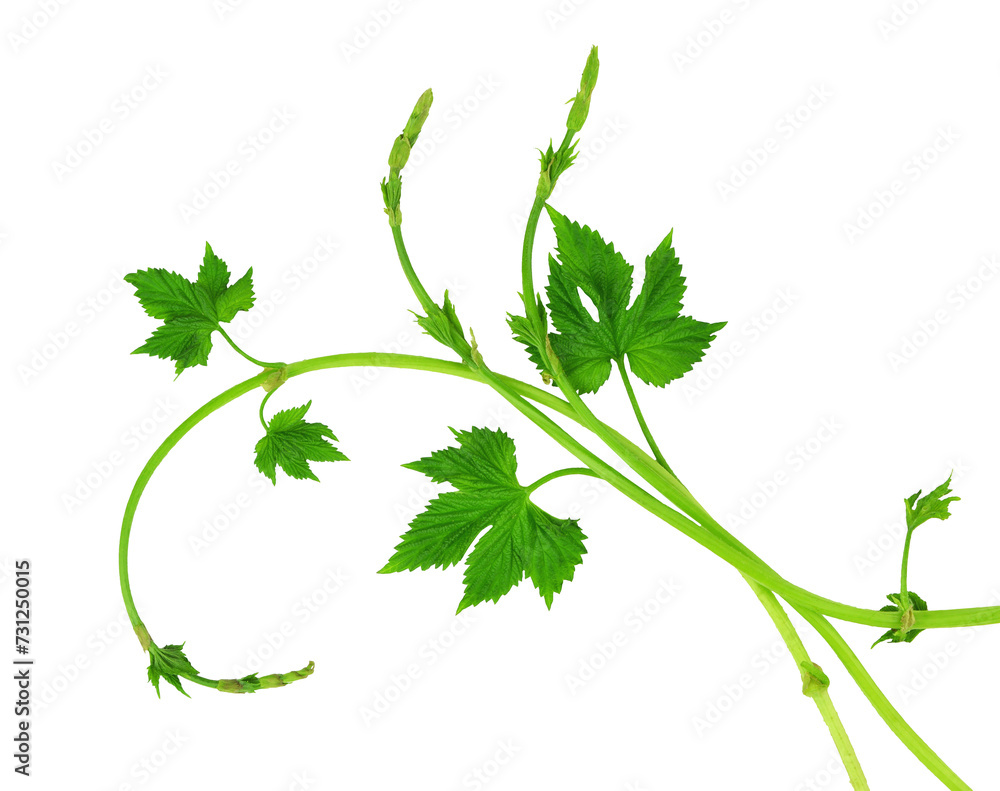 twig of hop isolated on transparent, png. Beer hops ingredient. Branch ...