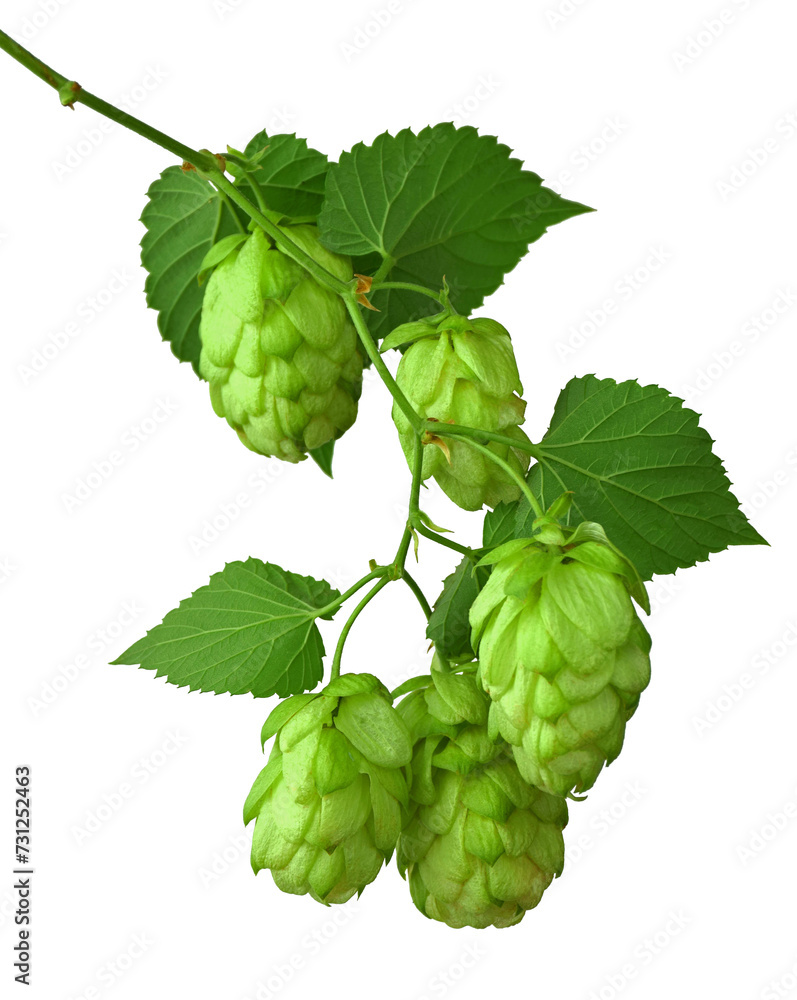 Foto de twig of hop isolated on transparent, png. Beer hops ingredient ...
