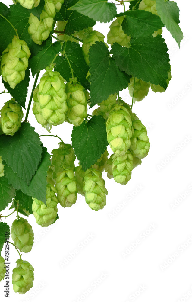 twig of hop isolated on transparent, png. Beer hops ingredient. Branch ...