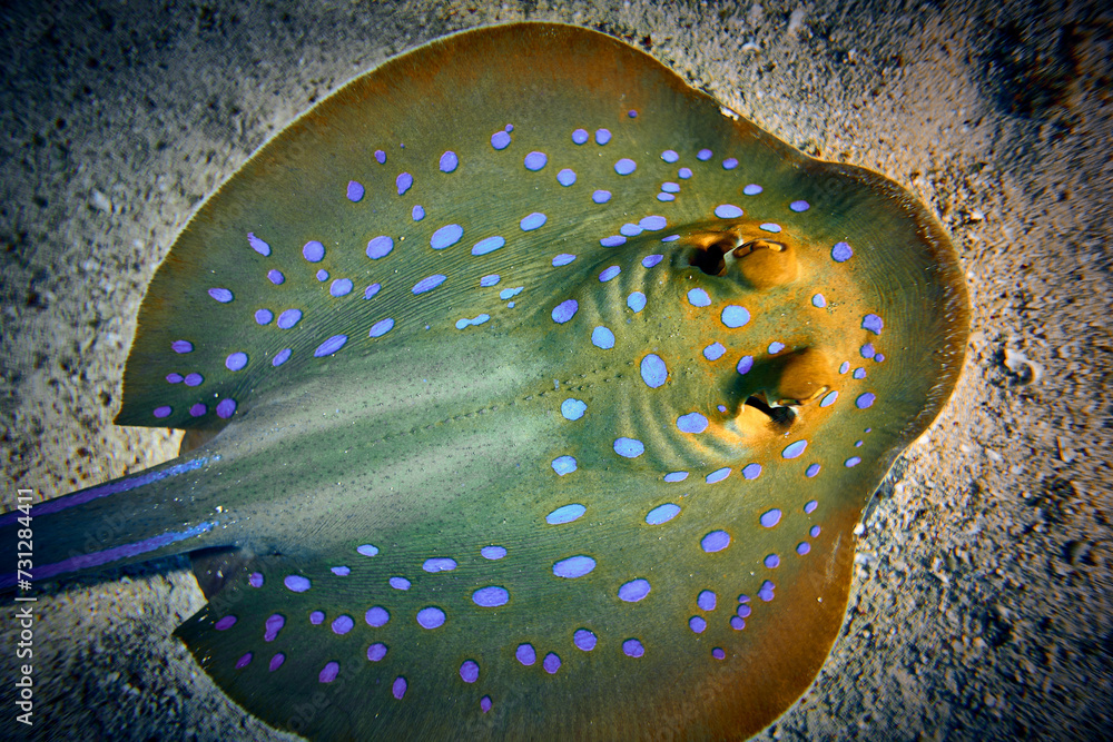 The beauty of the underwater world - The bluespotted ribbontail ray ...