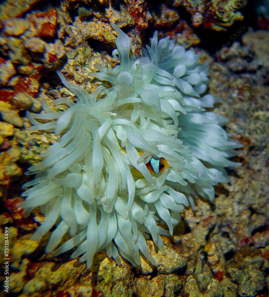 The beauty of the underwater world - The orange clownfish (Amphiprion ...