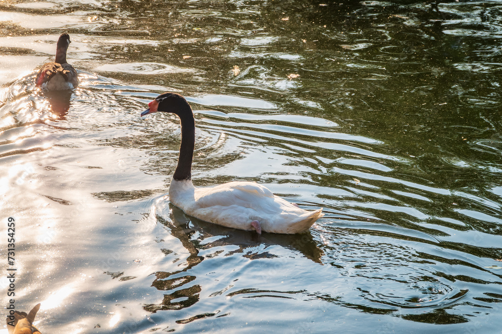 The black-necked swan, Cygnus melancoryphus, is a swan that is the ...