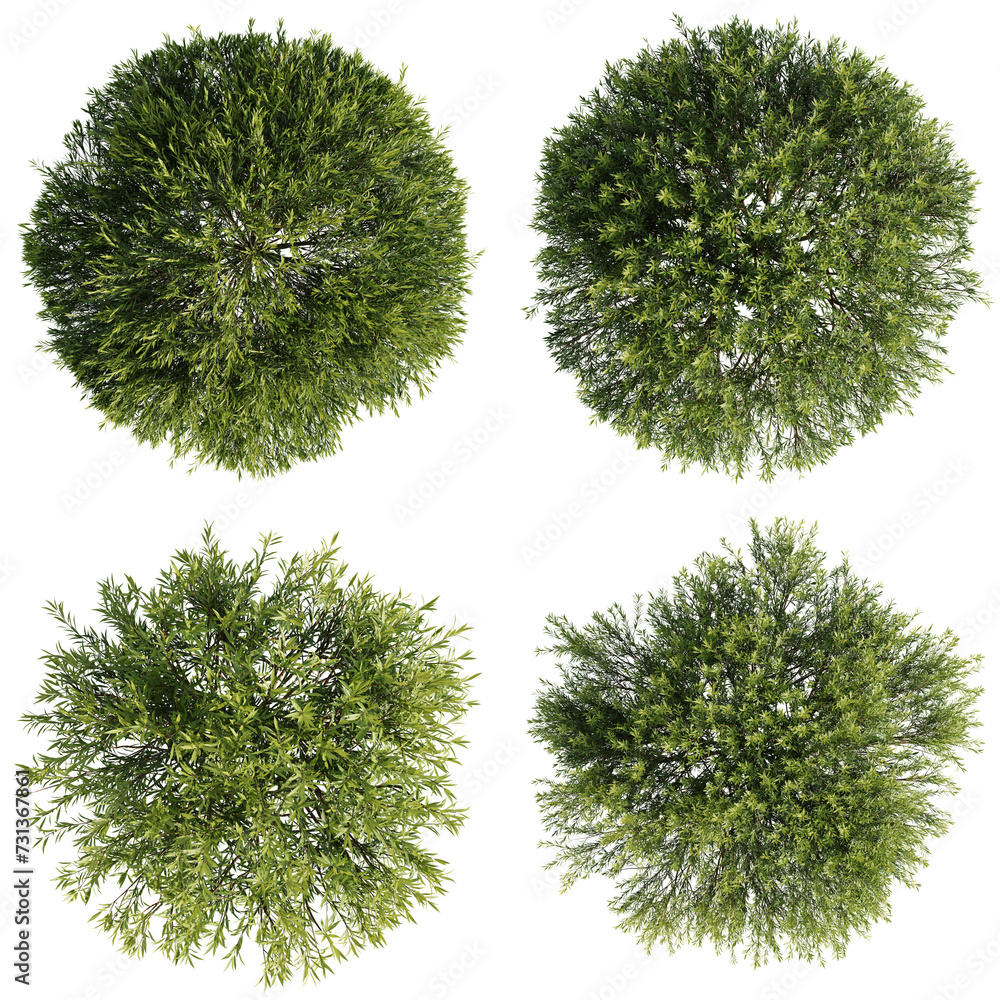 Top view tree,Salix purpurea nana tree isolate transparent background ...