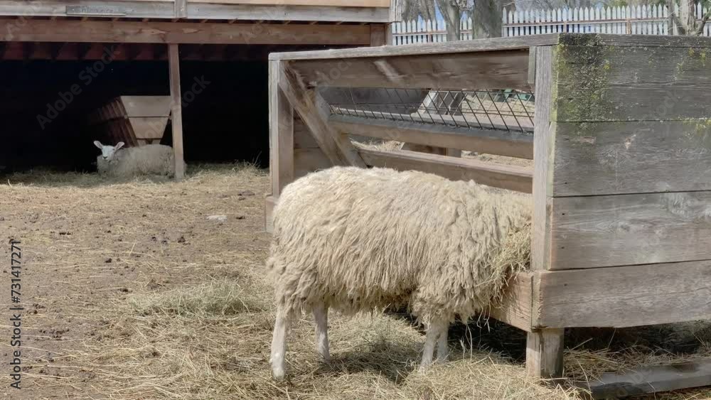 Vidéo Stock Hungry sheep eats dried hay out of food trough on a farm ...