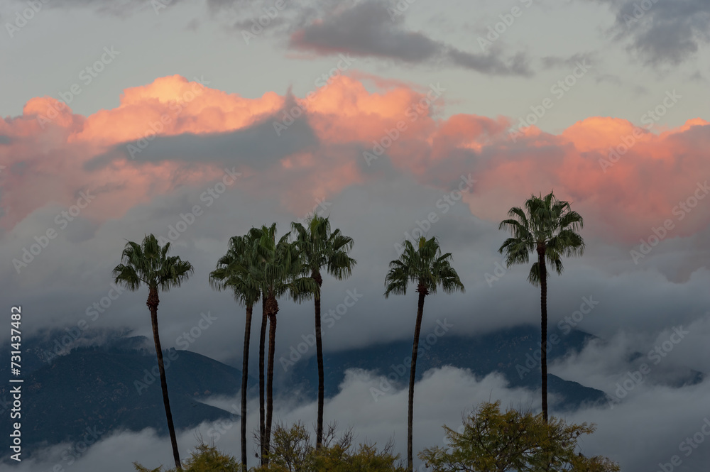 Palm trees shown against the San Gabriel Mountains and storm clouds ...