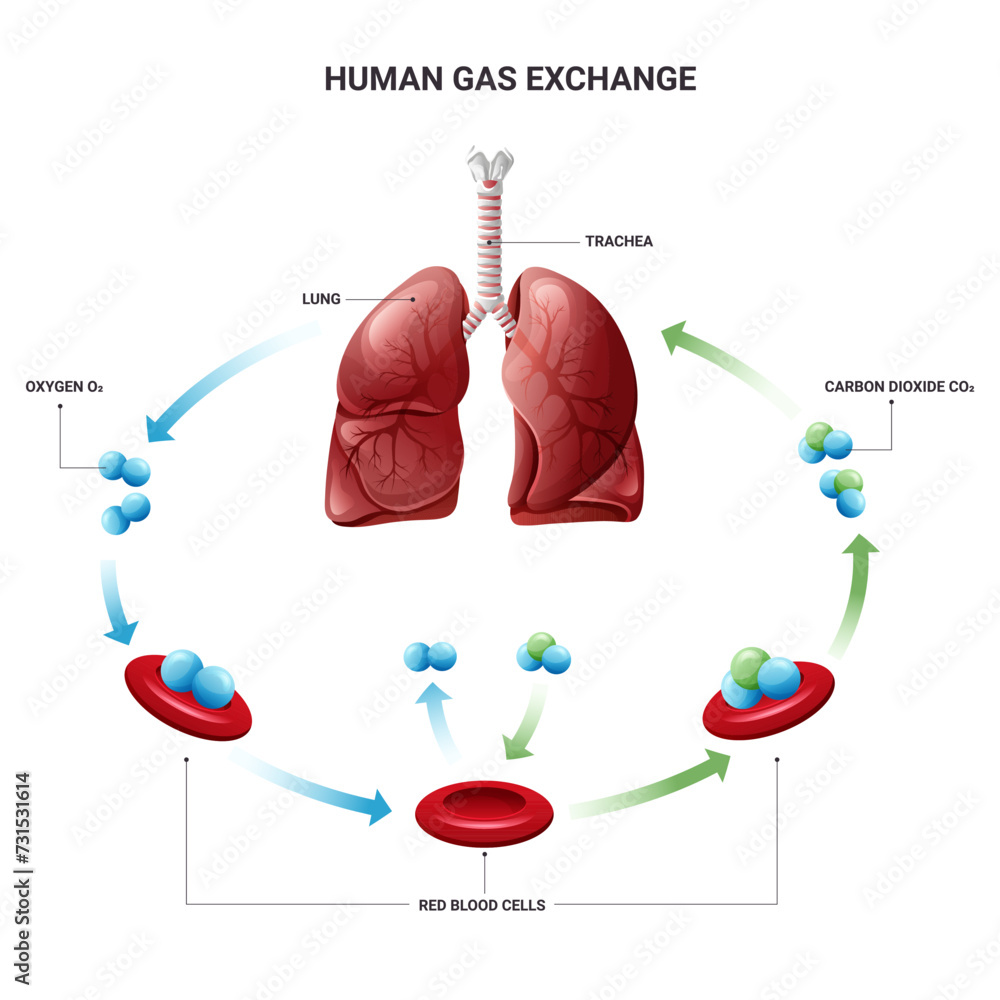 Gas exchange in humans with erythrocytes diagram Stock Vector | Adobe Stock