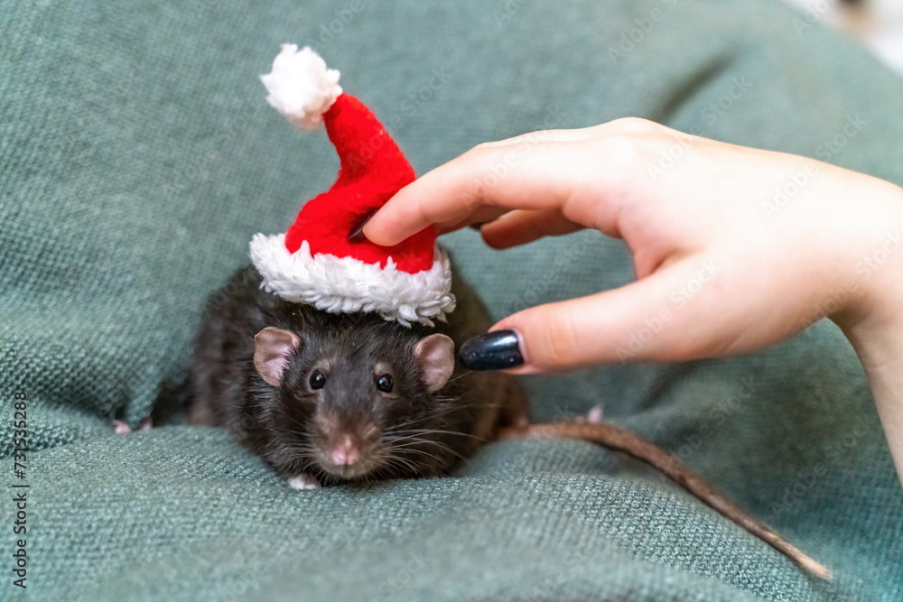 Rat Santa hat. Symbol of the Chinese New Year. Funny black rat Dumbo in ...