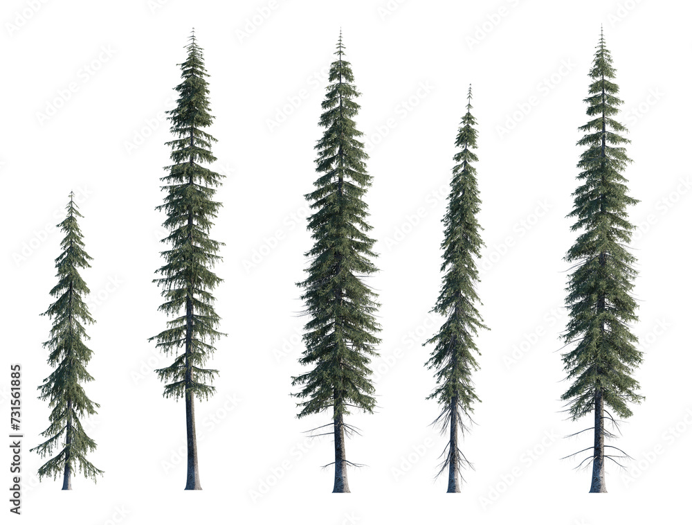Picea engelmannii frontal set (Engelmann spruce, white spruce, mountain ...