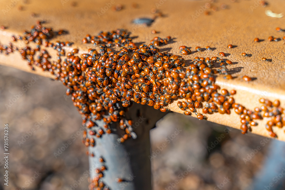 Mass of Convergent Ladybugs (Hippodamia convergens) in the winter ...