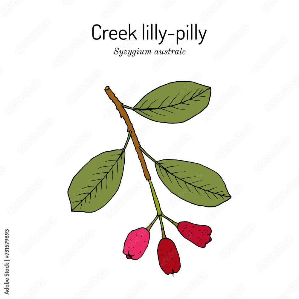 Creek lilly-pilly (Syzygium australe), edible, ornamental and medicinal plant Stock Vector ...