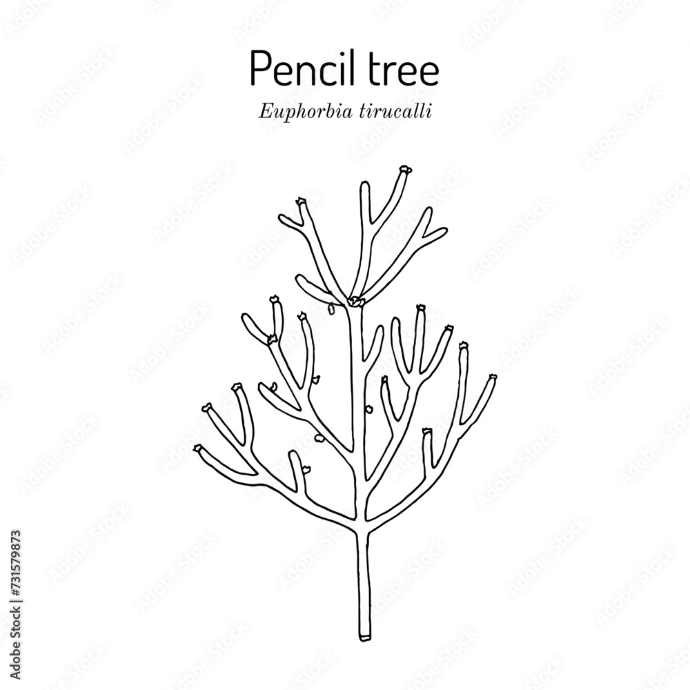 Pencil tree, or Indian tree spurge (Euphorbia tirucalli), medicinal ...