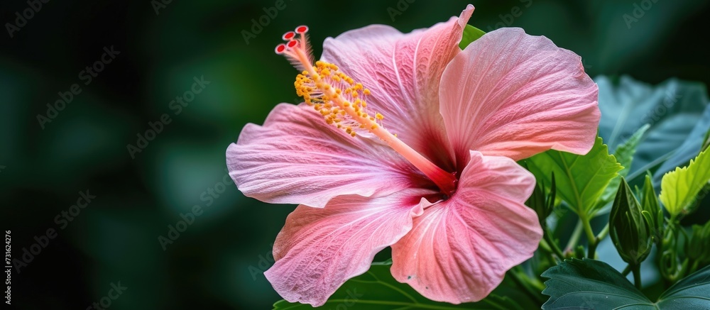 The gumamela flower, known as hibiscus, is renowned in Asia for its ...