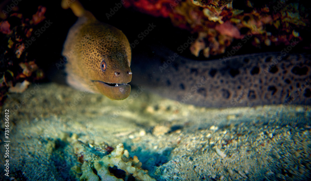 The beauty of the underwater world - beautiful smile of a Moray eel, or ...