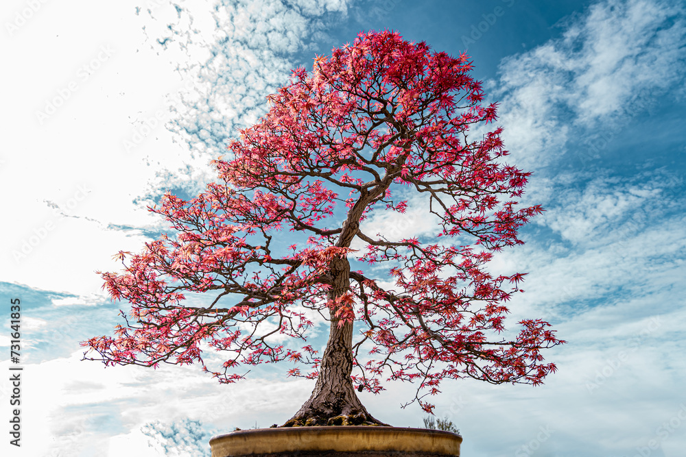 Small Bonsai of a Webbed Maple with red colored leaves and a blue sky ...
