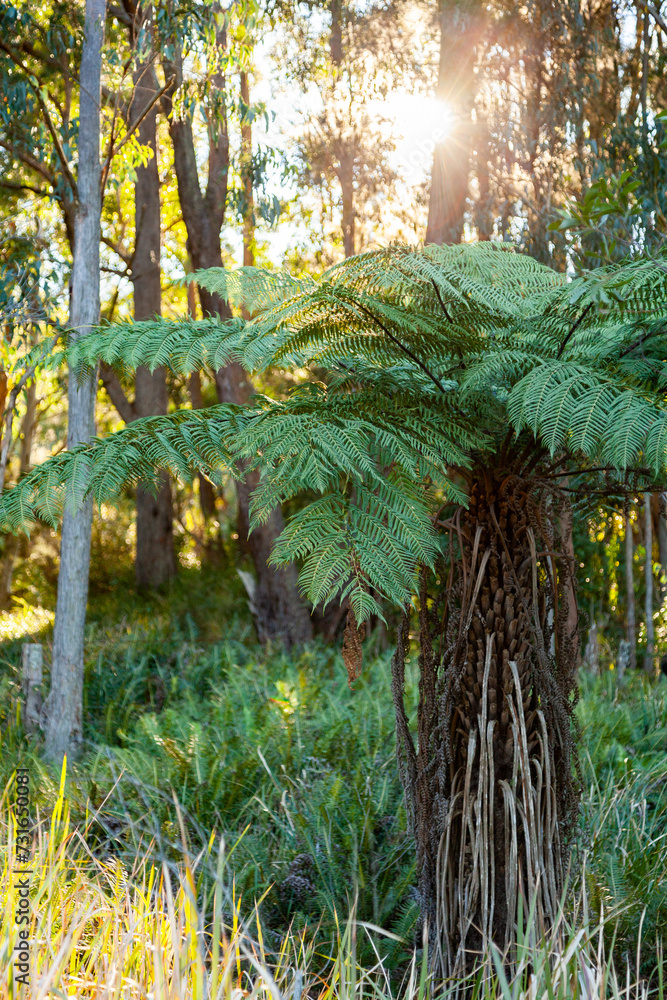 Large green tree fern in bushland with sunshine back lighting scene ...