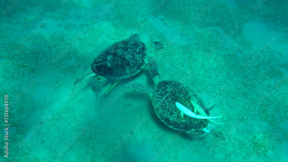 Top view on fight of two large male Sea Turtles on sea bottom, Slow ...