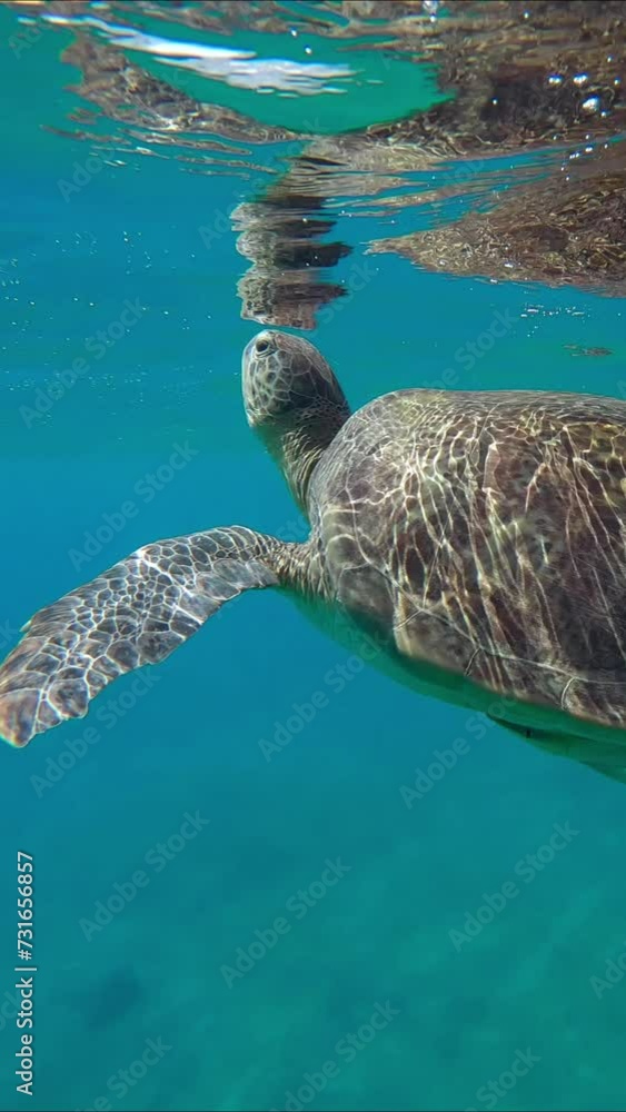 Vertical video, Sea turtle breathes on surface of water, on background ...
