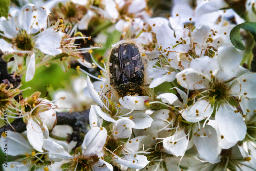 Blossom feeder (Epicometis hirta) on blooming bush of blackthorn ...