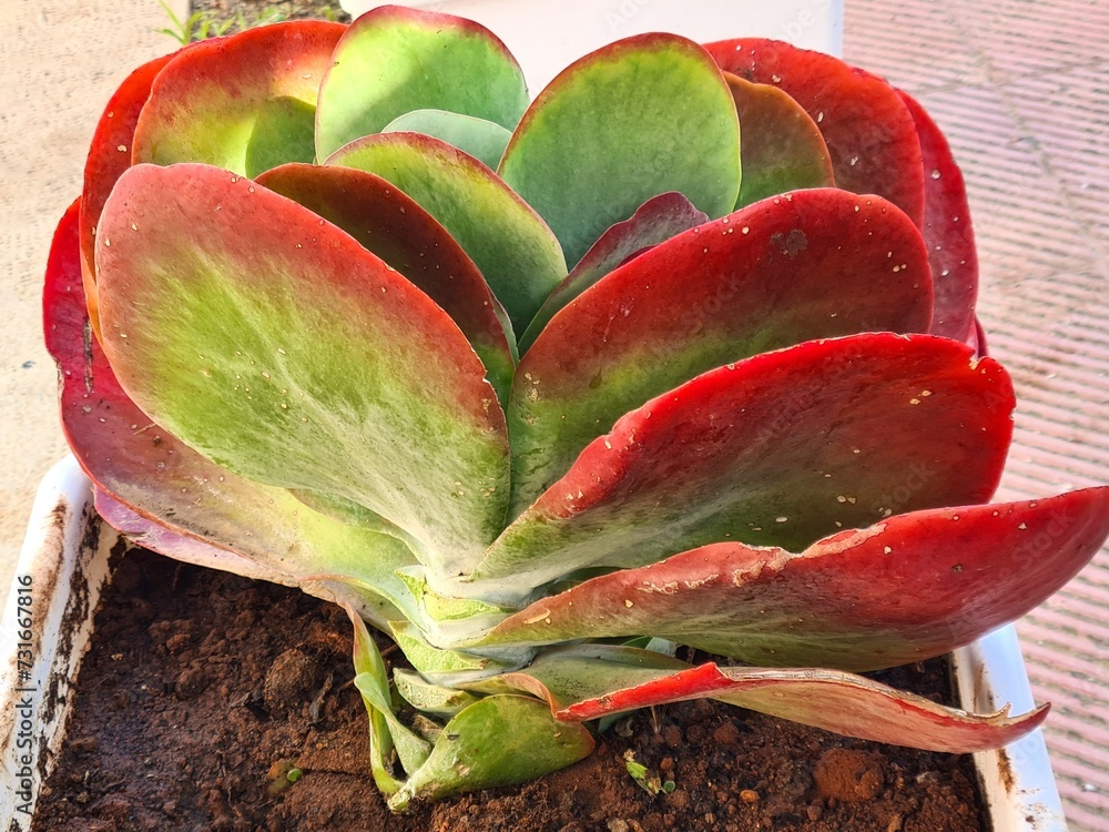 evocative close-up image of a red flower known as Calancola, a species ...