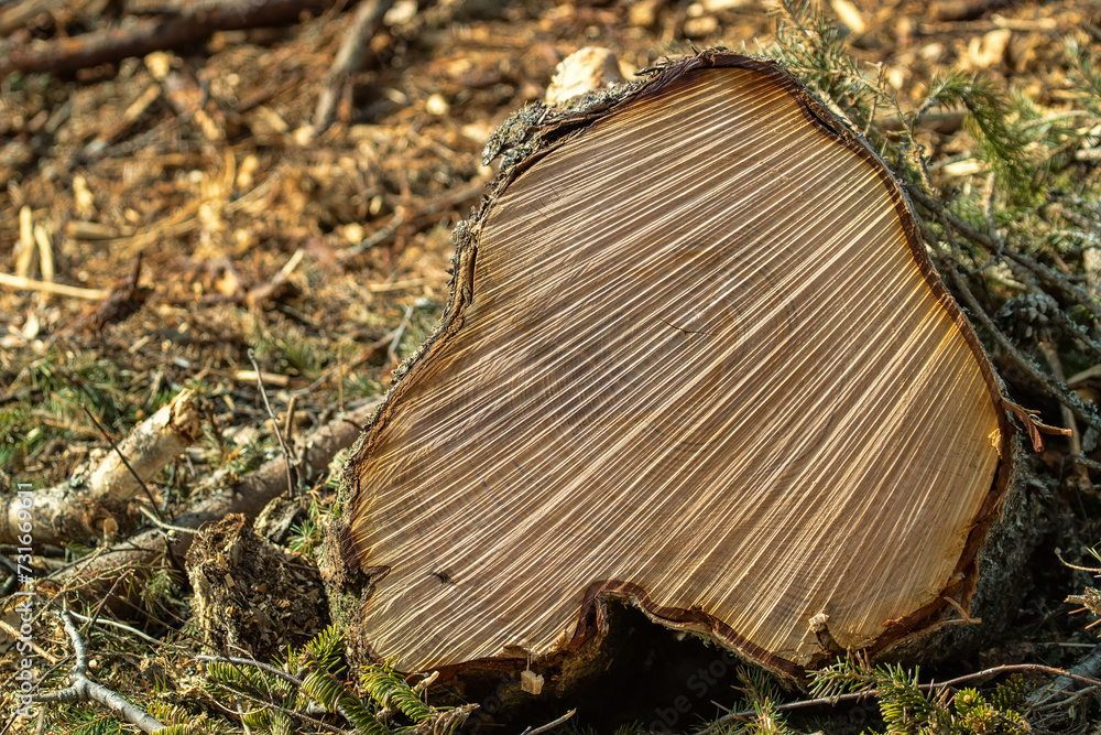 Forestry. Birch stumps after winter logging in the spring. Dense ...